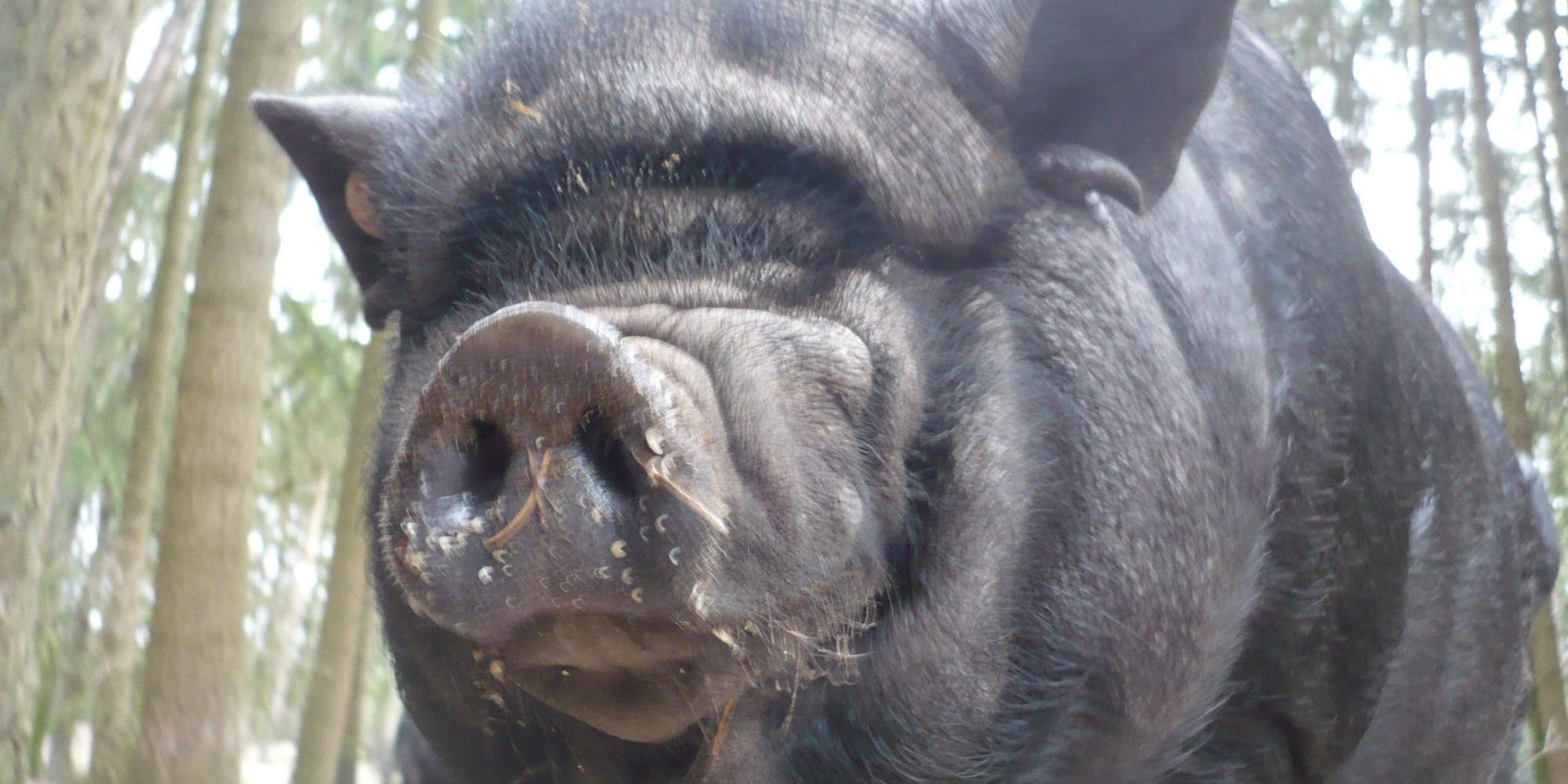 Oldest Pig In The World Lives In Calgary