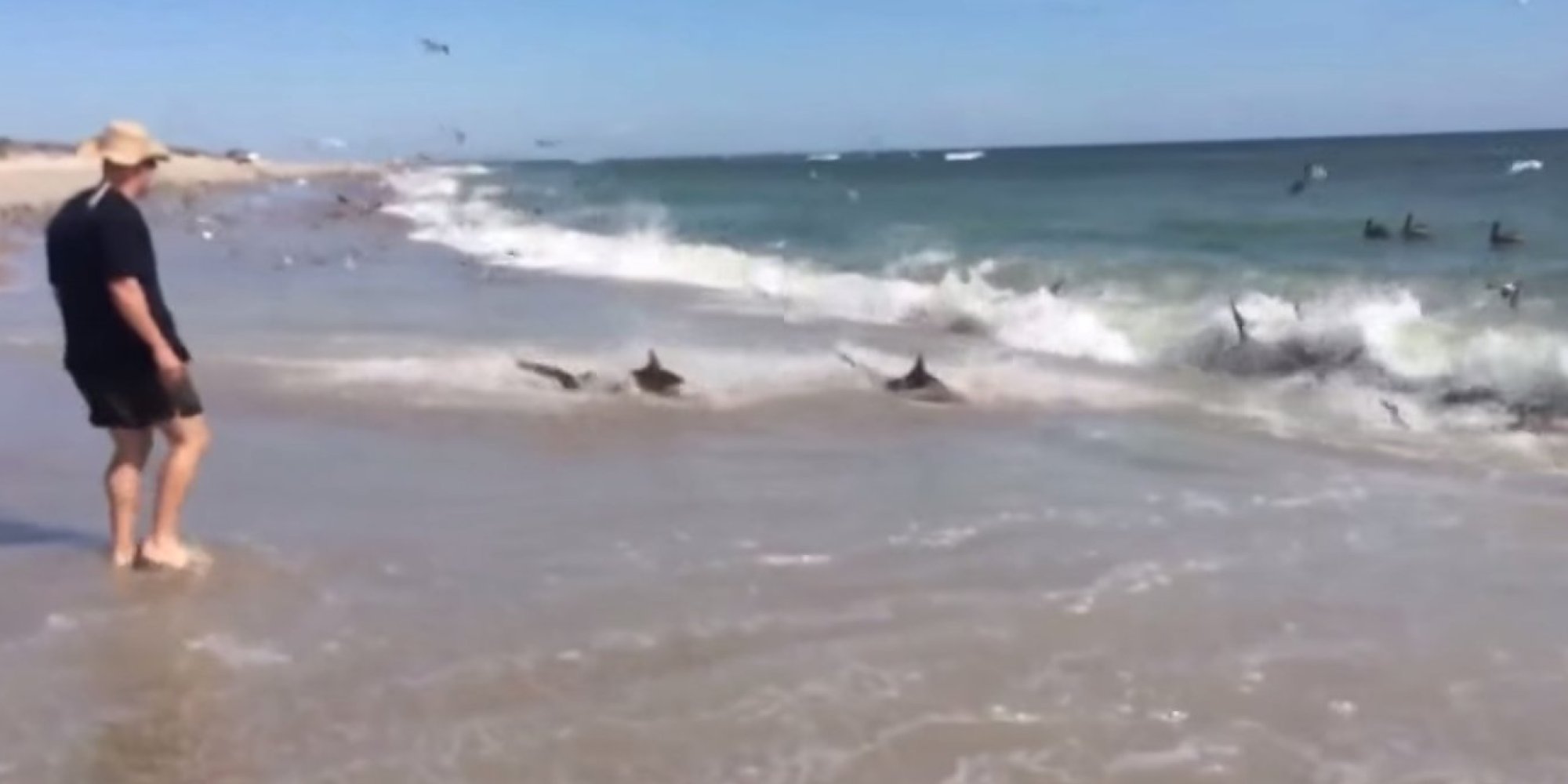 Beach Infested With Sharks Is A Nightmare Come True