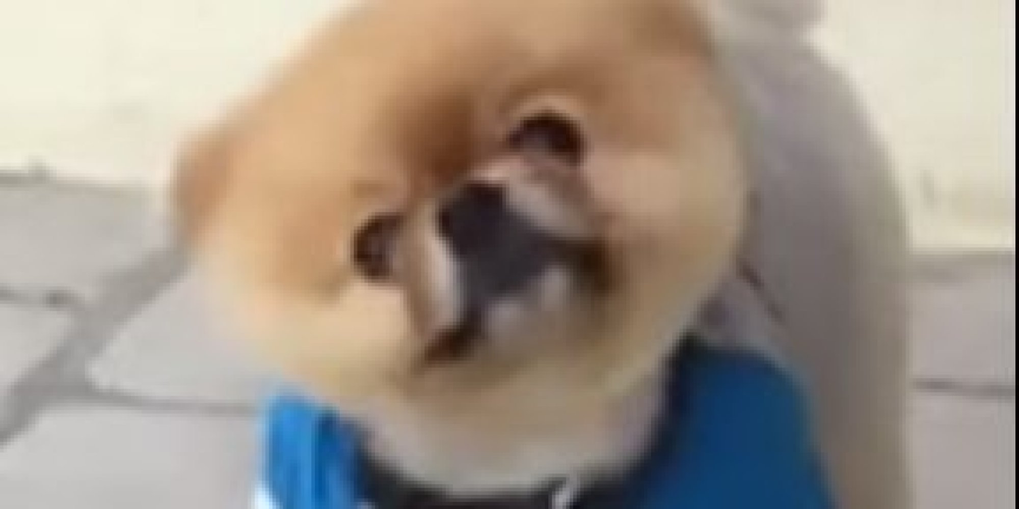 Jiff The Pom Shakes It Off; We Squee At His Cuteness | HuffPost