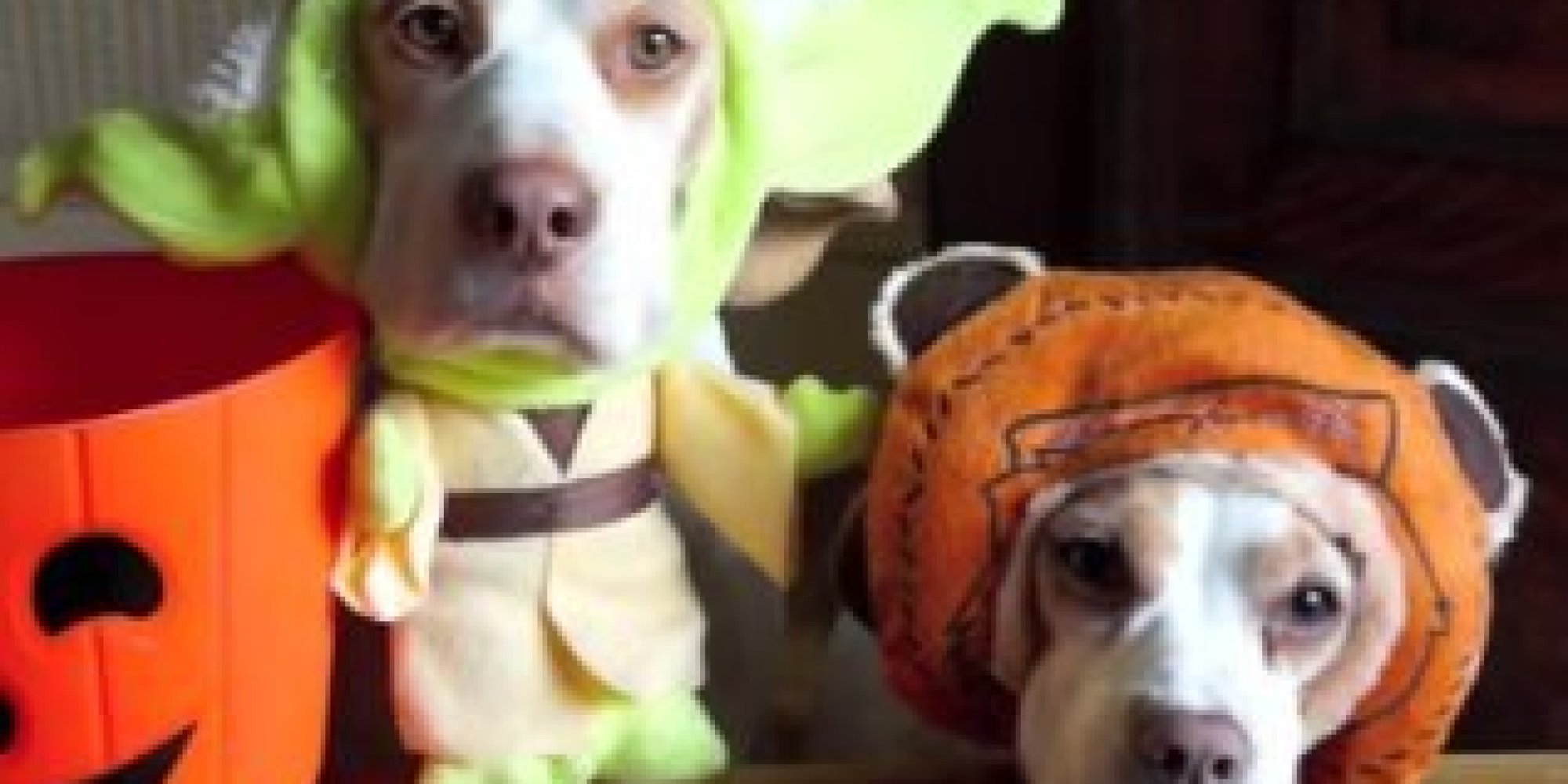 Maymo And Penny Are The Best Trick-Or-Treating Beagles On The Internet ...