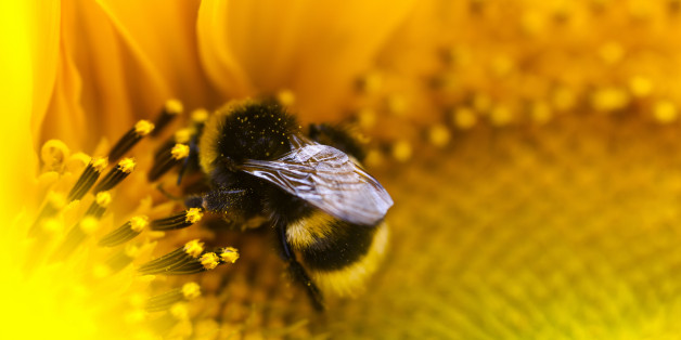 You Bee You: Understanding Your Purpose in Life Through The World of ...