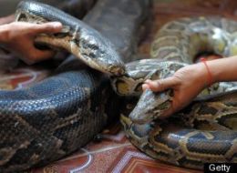 ‘Magic’ Pythons Married In Cambodia To Bring Good Luck « Nepal – the ...