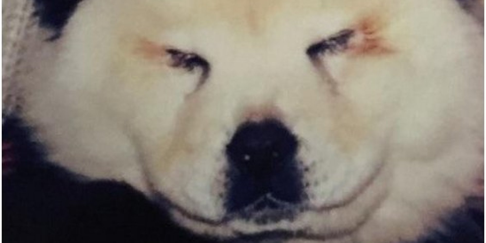 Orfei Circus Accused Of Passing Off Dogs As Pandas | HuffPost