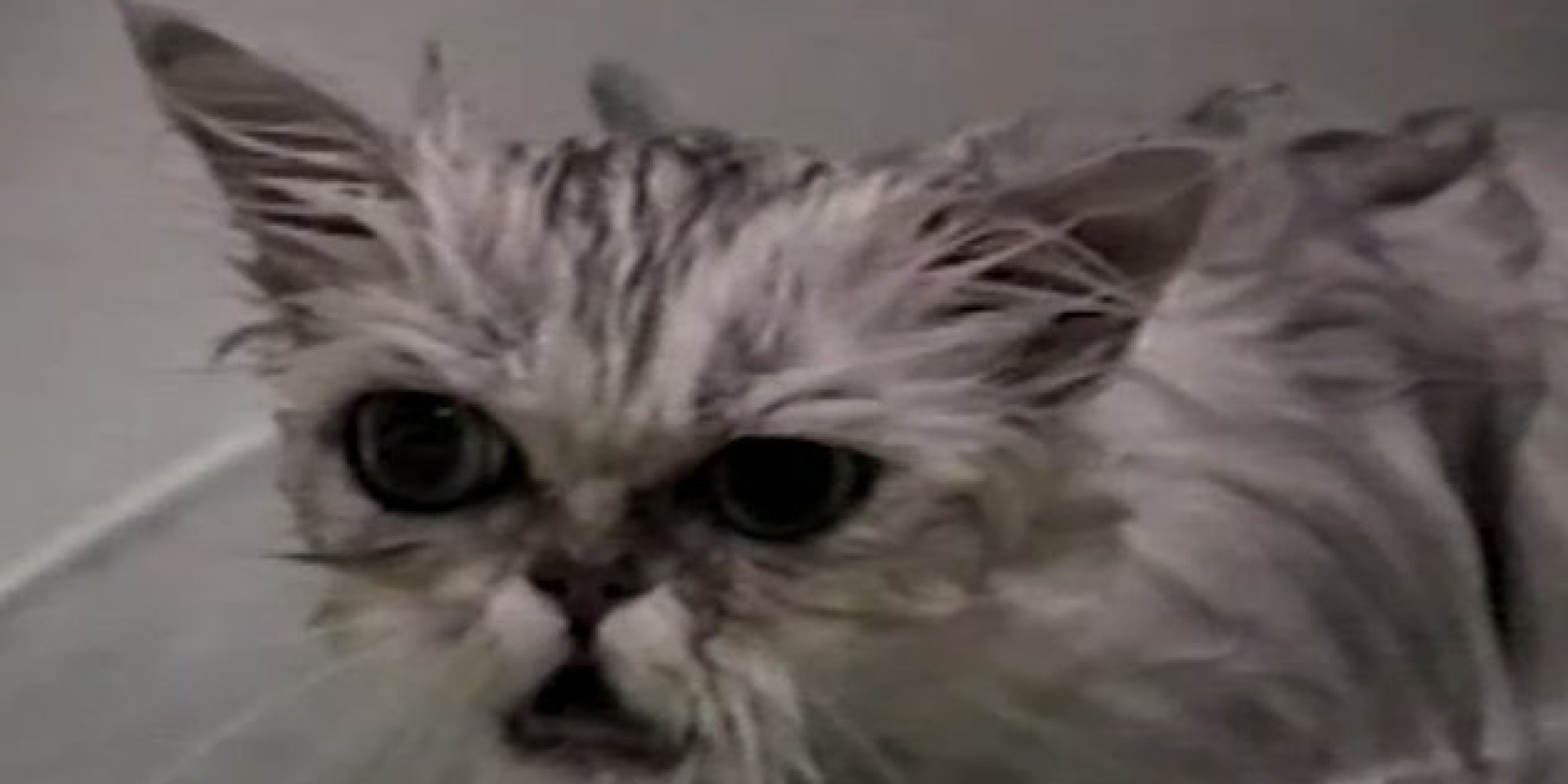 Why Are Cats Horrible at Cassandra Edwards blog