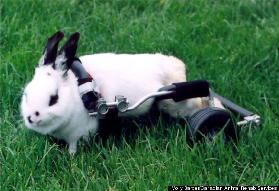 Oreo, Disabled Bunny In Orangeville, May Soon Be Rolling In A Wheelchair