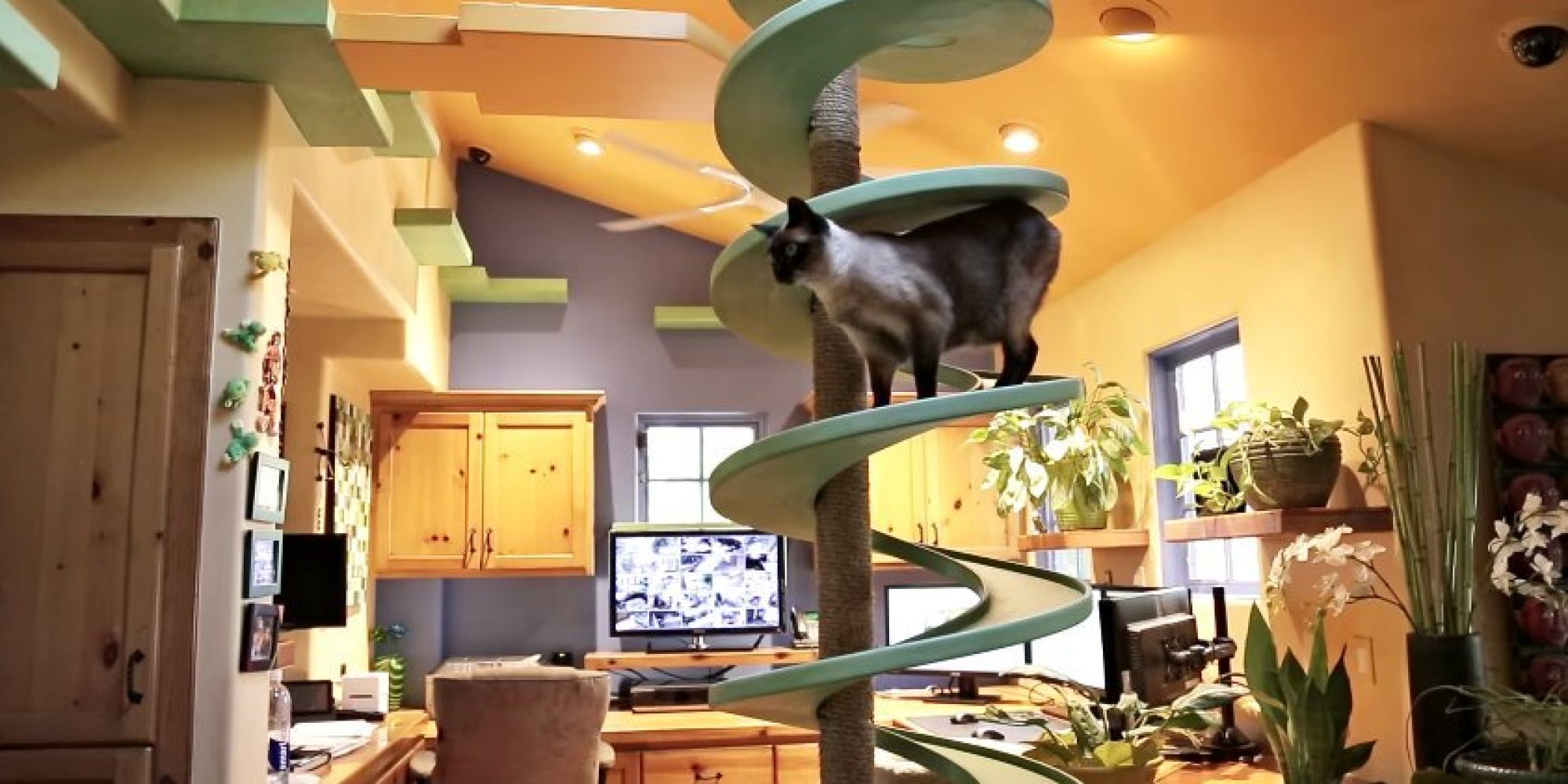Cat Playground