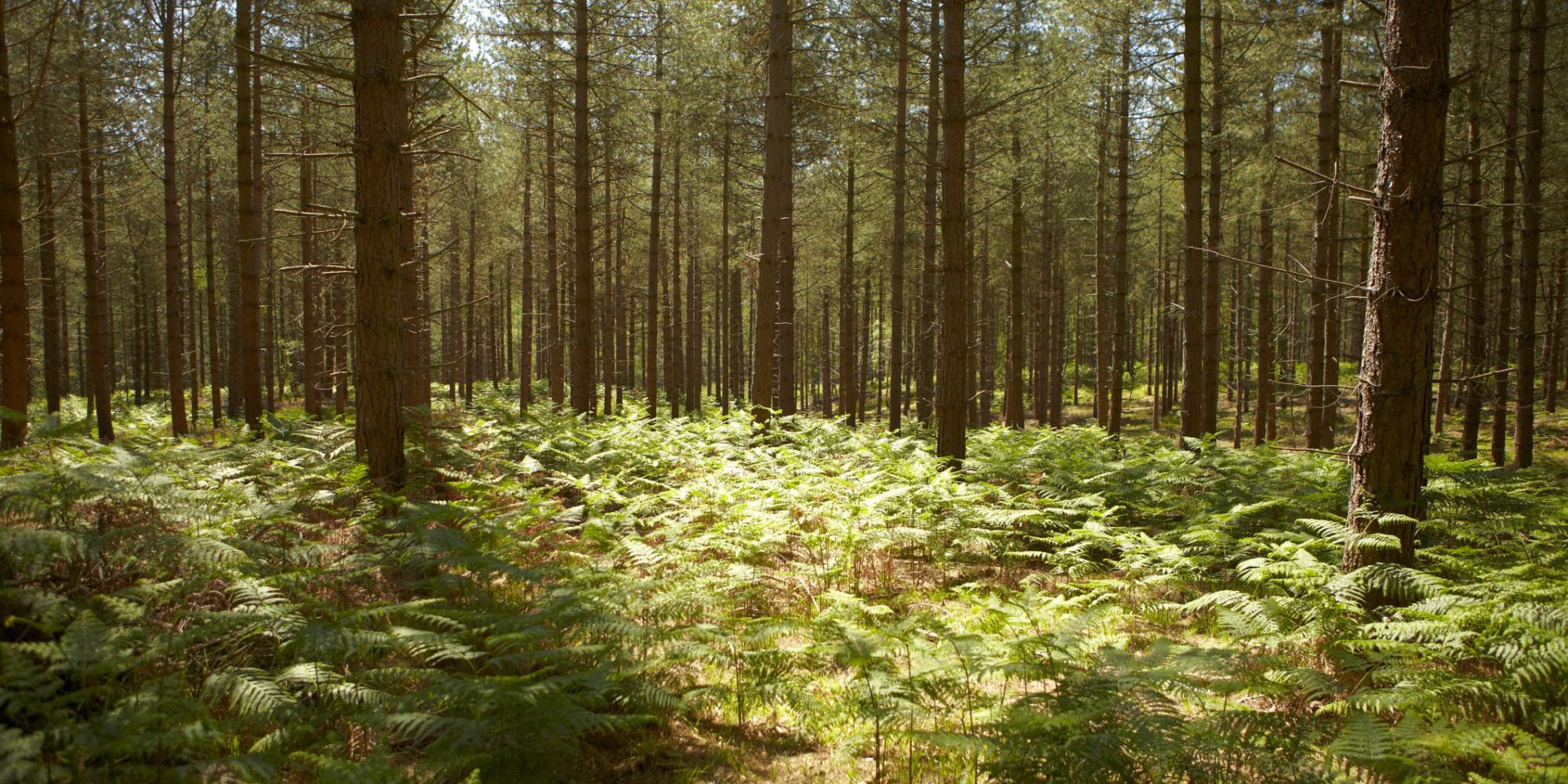 Environmental Innovation: Nice or Necessity? | HuffPost