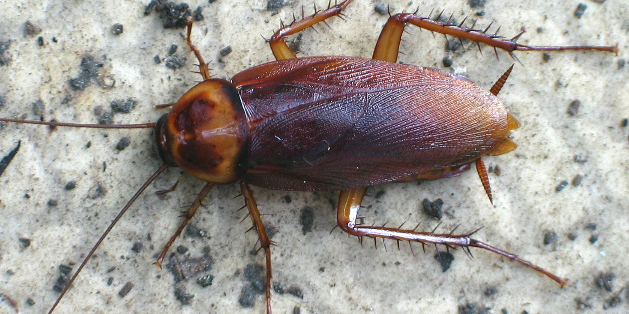 Cockroaches Shown To Have Distinct Personalities (But They're Still ...