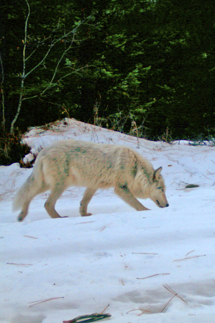 Canis lupus 101: Oregon Gray Wolf Population Rebounding, But Remains ...