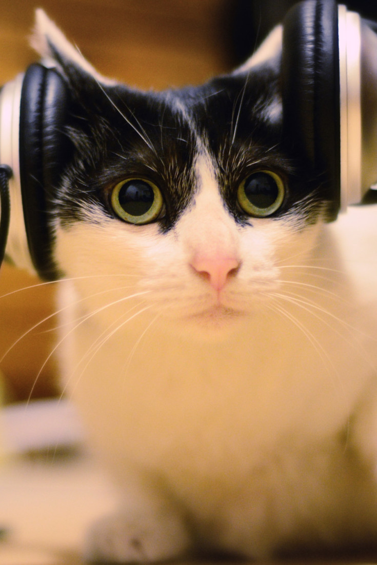 Through Golden Eyes: Scientists Create Music For #Cats, And Fur A Good ...