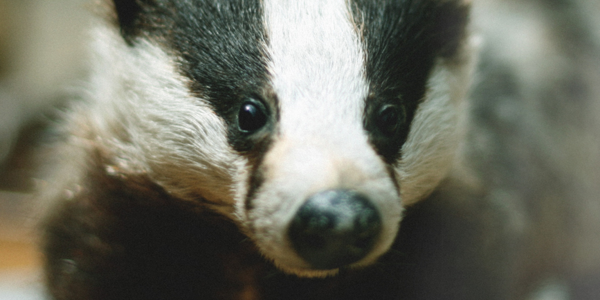Stressed Badger Holds Hotel Guests Hostage For 40 Minutes | HuffPost