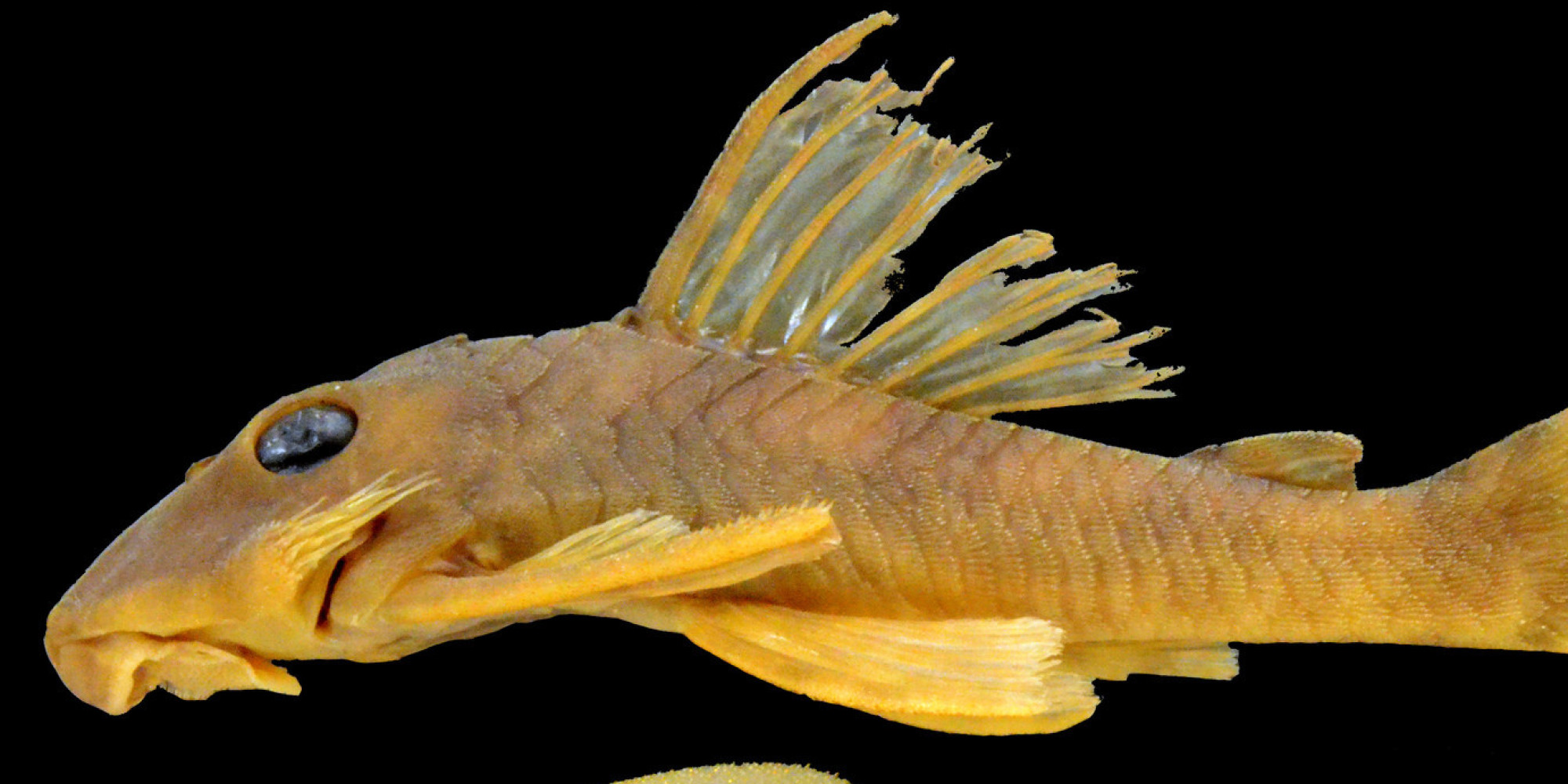 Greedo Fish Is A New Species Of Catfish; And Yes, It's Been Named After ...