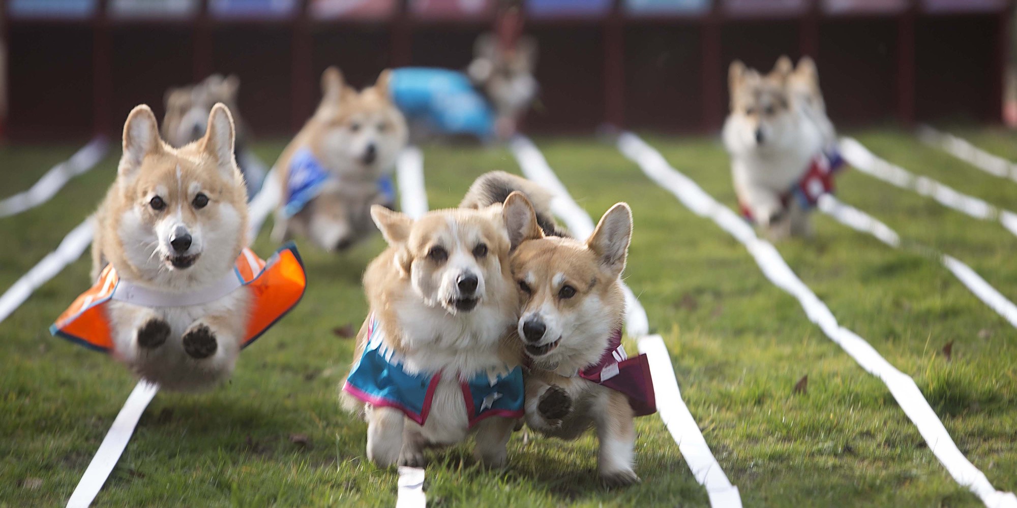 Royal Baby Name Revealed... If These Racing Corgis Have Any Say In The ...