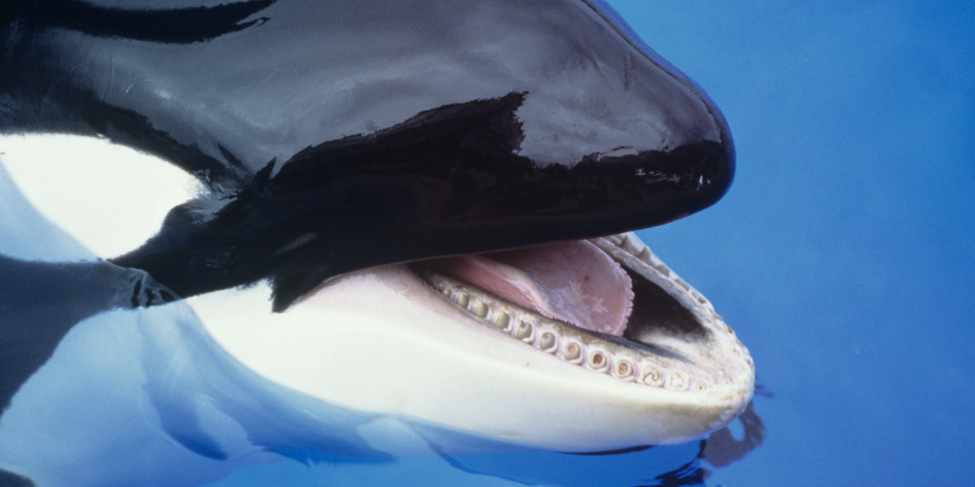 Anatomy of "The Blackfish Effect" | HuffPost