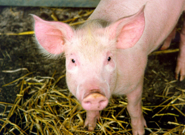 L'intelligence et la vie sociale des cochons | Pierre Sigler