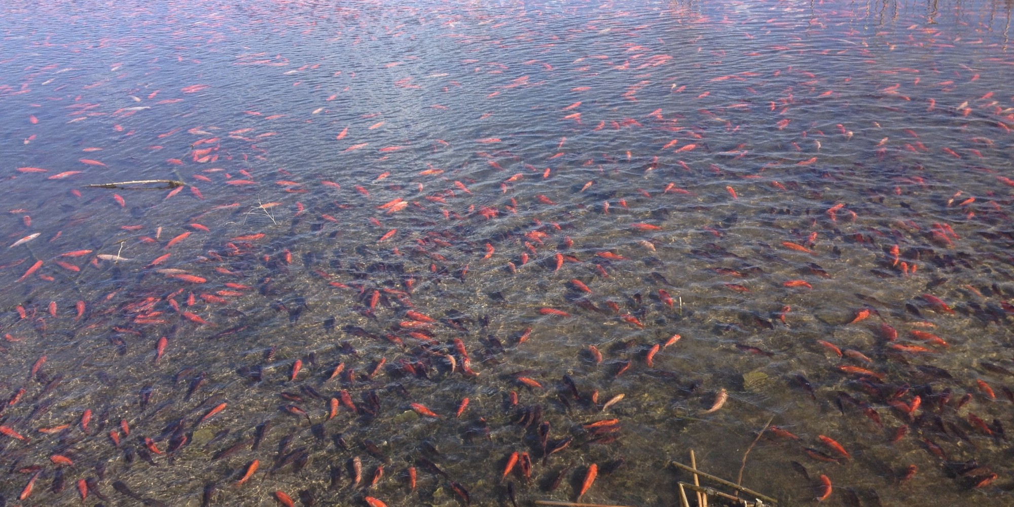Colorado Lake Now Teeming With Thousands Of Goldfish | HuffPost