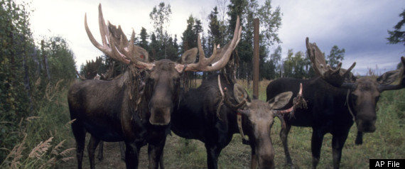 Moose Attacks In Alaska Prompt Officials To Urge Caution: 'Assume Every ...