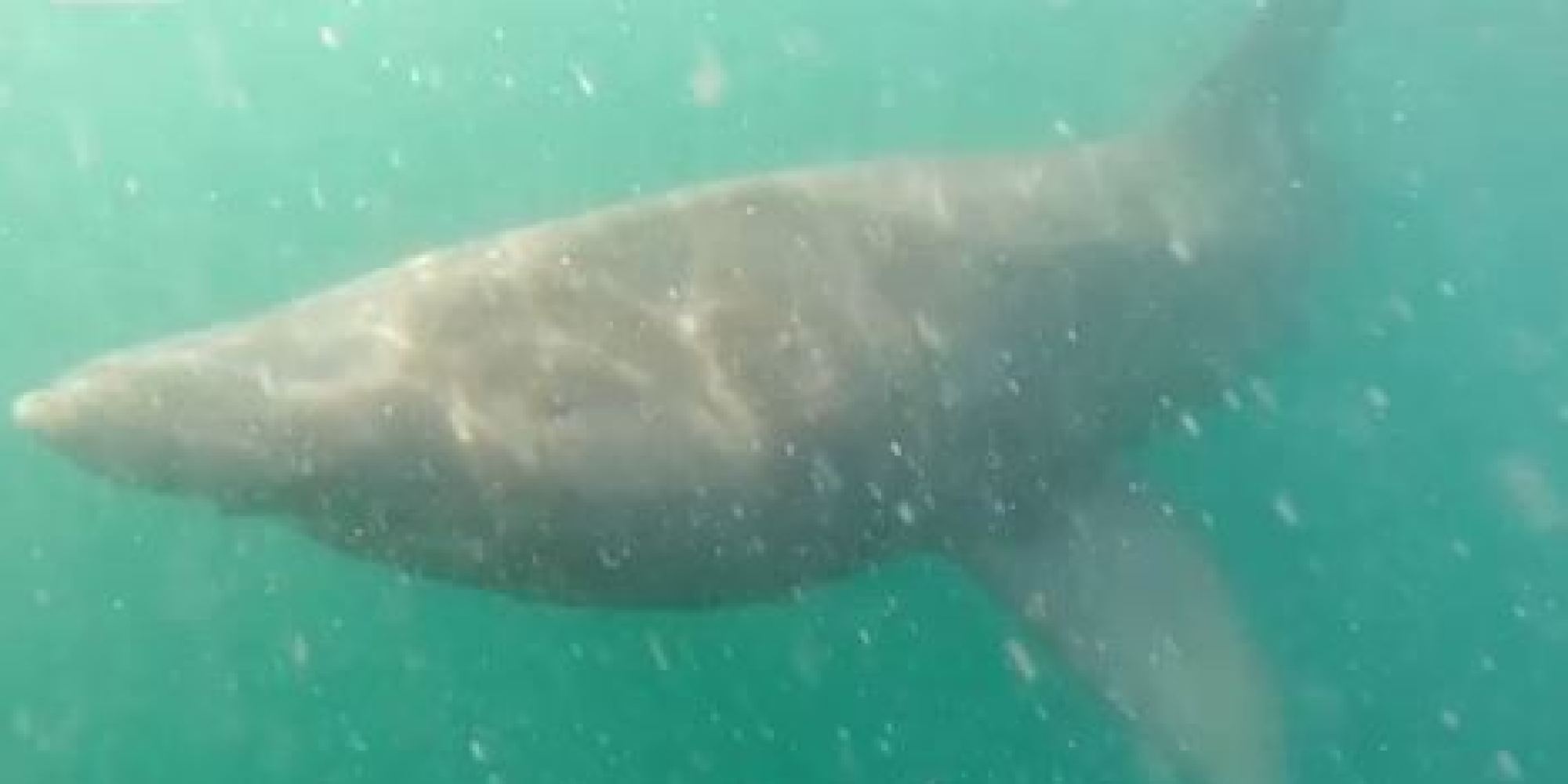 Squalo di 8 metri nell'Adriatico. Uno squalo elefante avvistato a ...