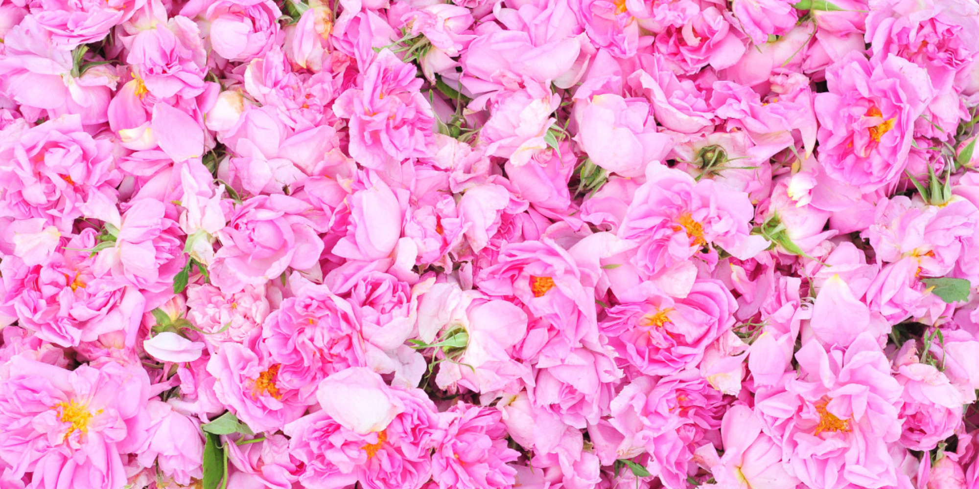 Secret des grands parfums, la rose bulgare a désormais son label