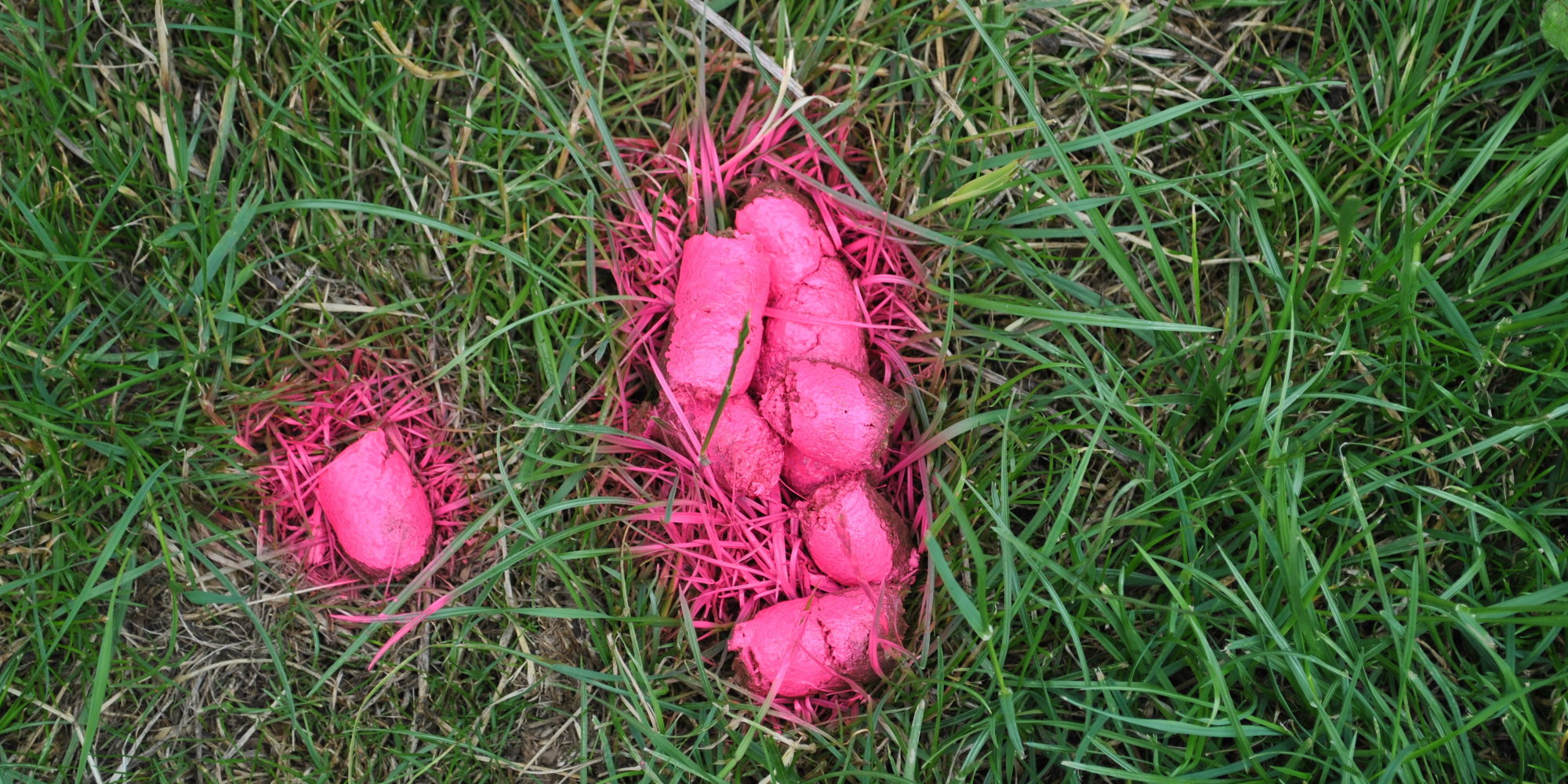 'Health Hazard' Dog Poo On Village School Walkway Painted Pink To Act ...