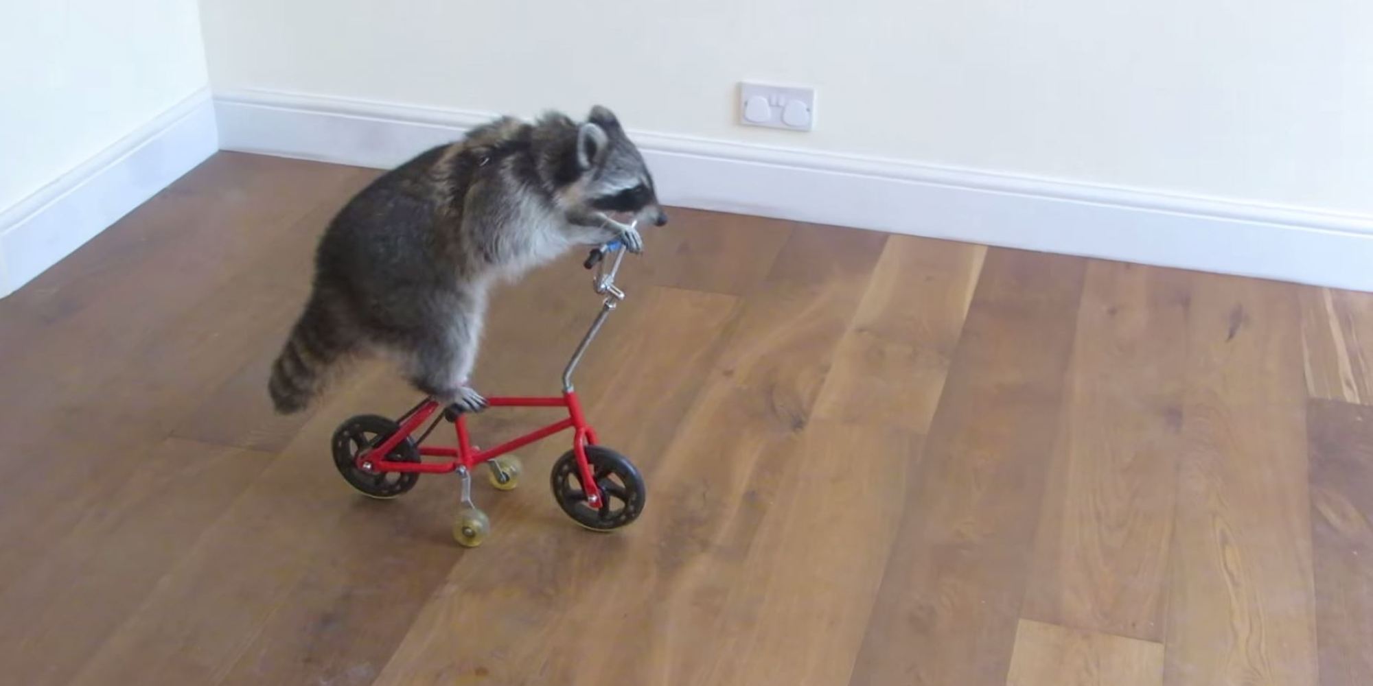 Melanie The Raccoon Learns How To Ride A Bike | HuffPost UK