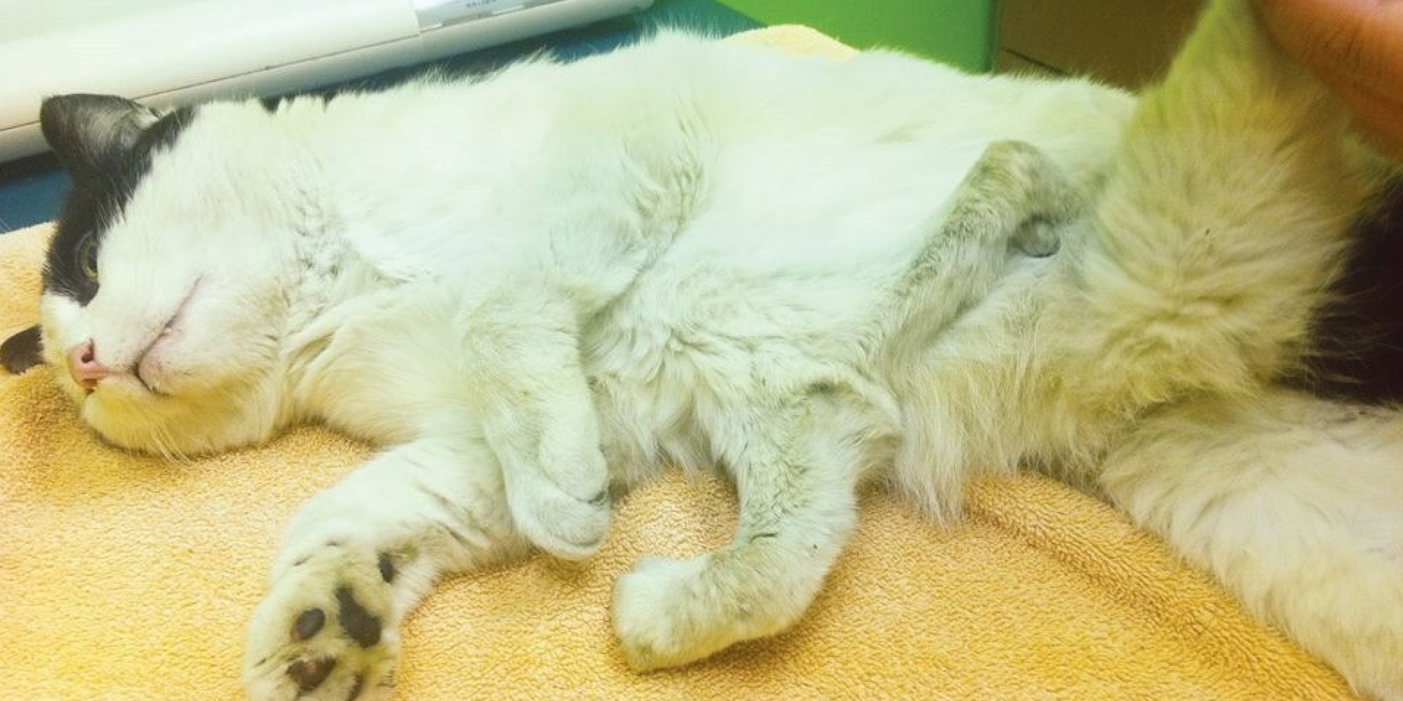 Pauly, The Six-Legged Cat From Edmonton, To Undergo Surgery