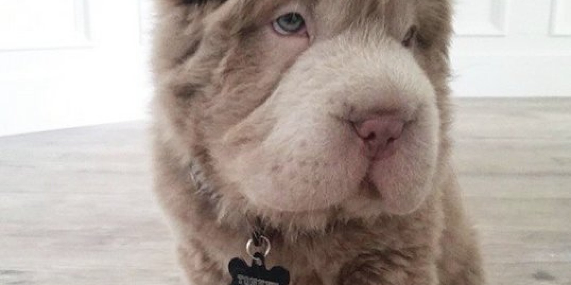 Meet Tonkey, The Puppy That Looks Like A Teddy Bear Who's Taking Over ...