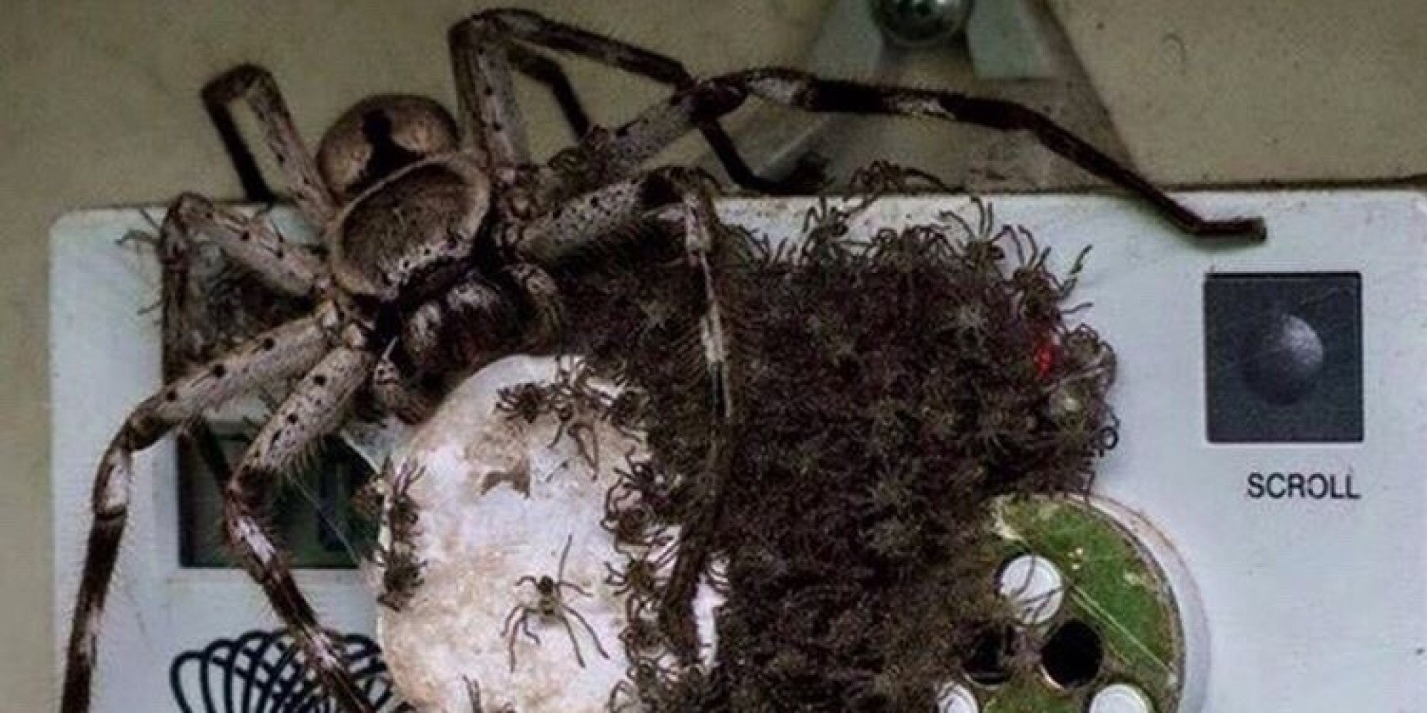 Cette énorme araignée australienne avec ses petits risque de vous ...