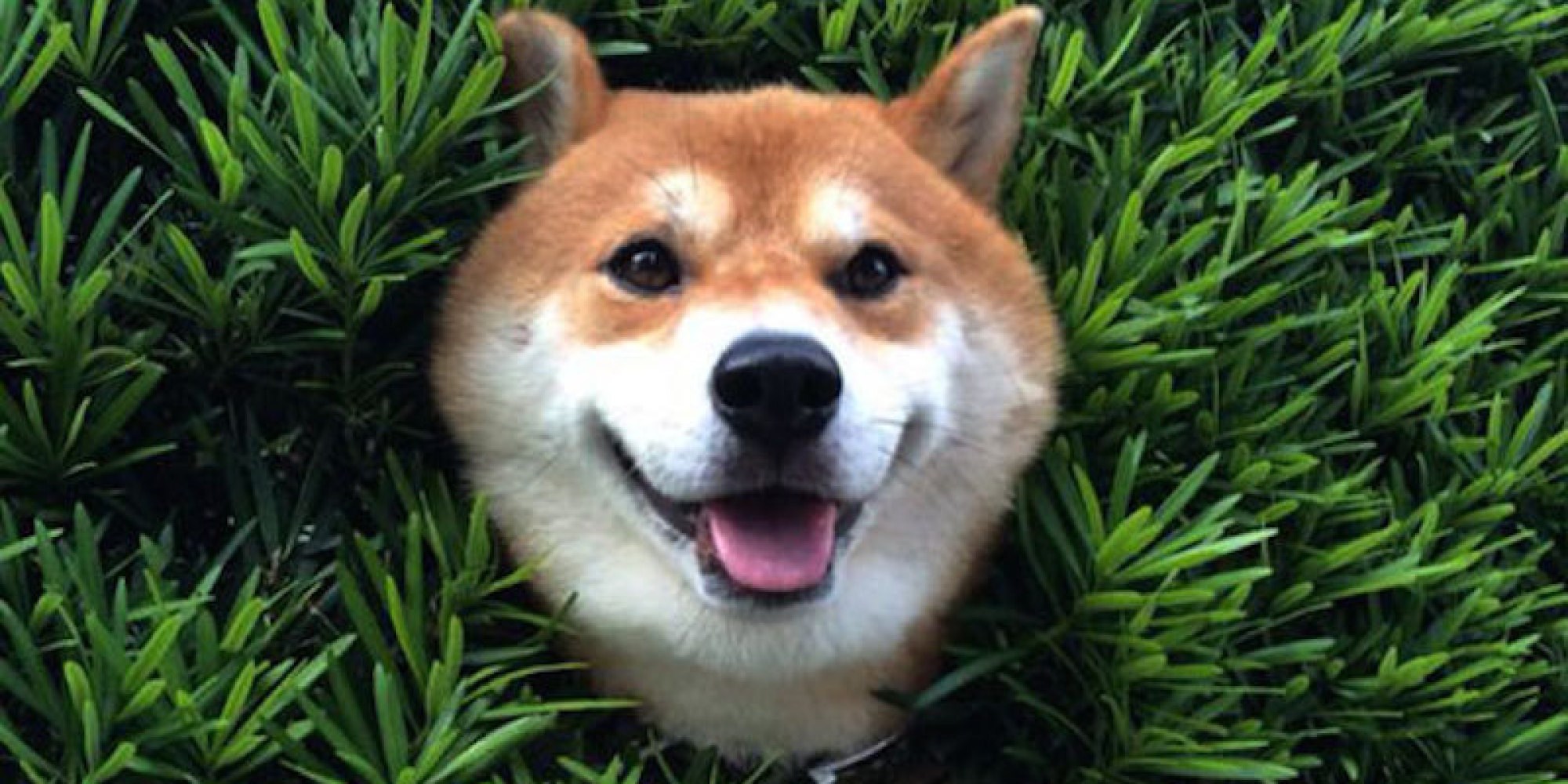 Dog Pictured Stuck In A Bush In Hilariously Cute Photographs | HuffPost UK