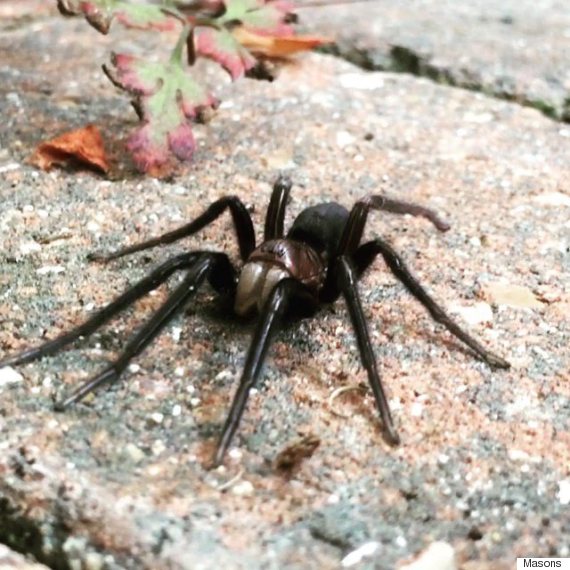 Britain's Biggest Spider Found Lurking In Kent Garden