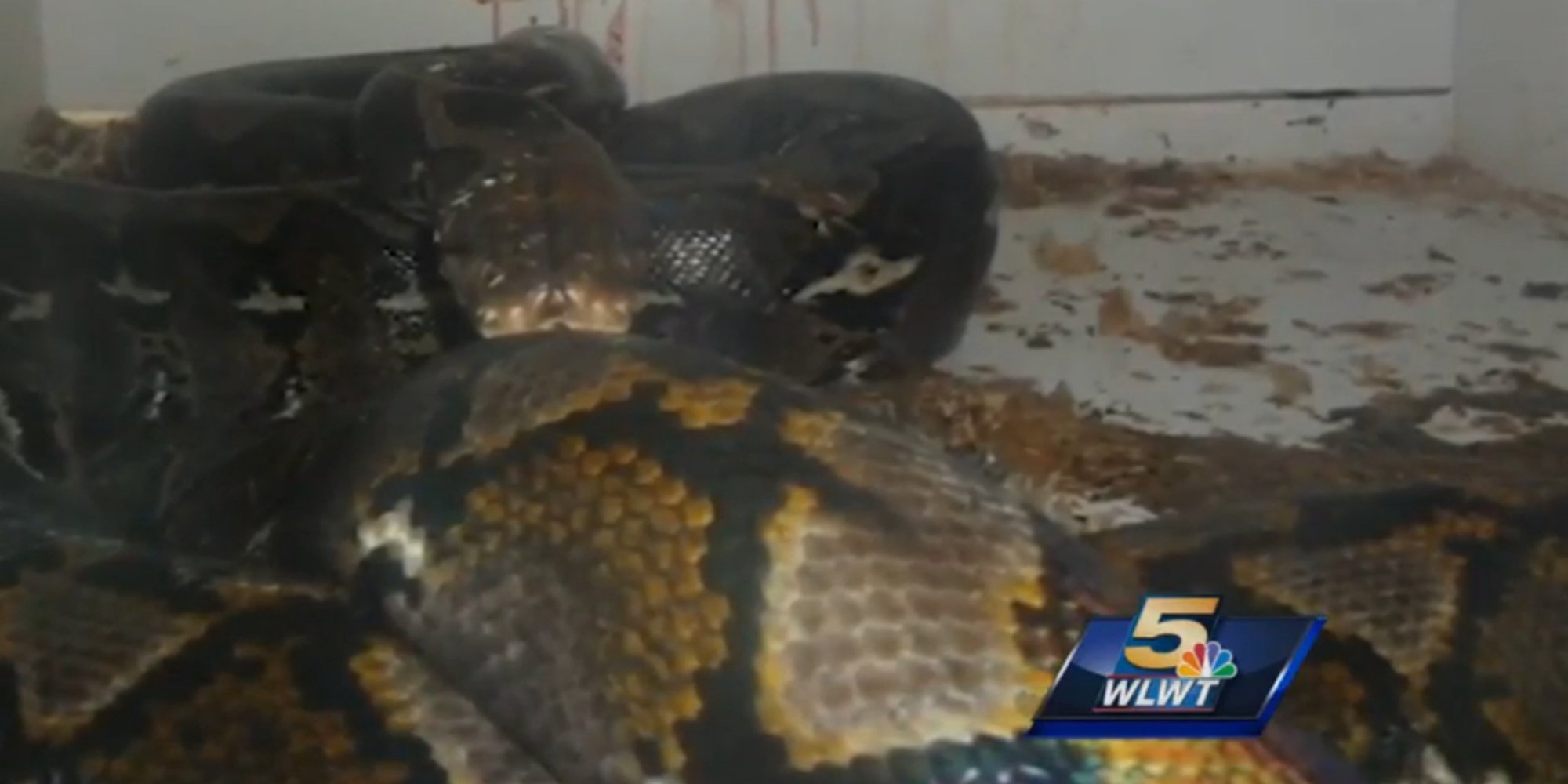 Newport, Kentucky Python Attack Sees Pet Shop Owner Injured, Customer ...