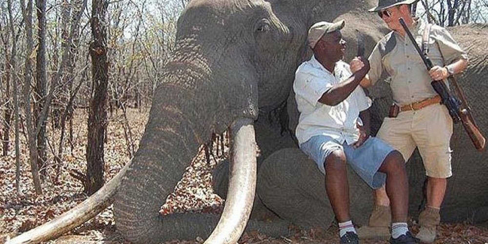 Hunter Shoots Huge Elephant Dead In Zimbabwe In Echo Of Cecil The Lion ...