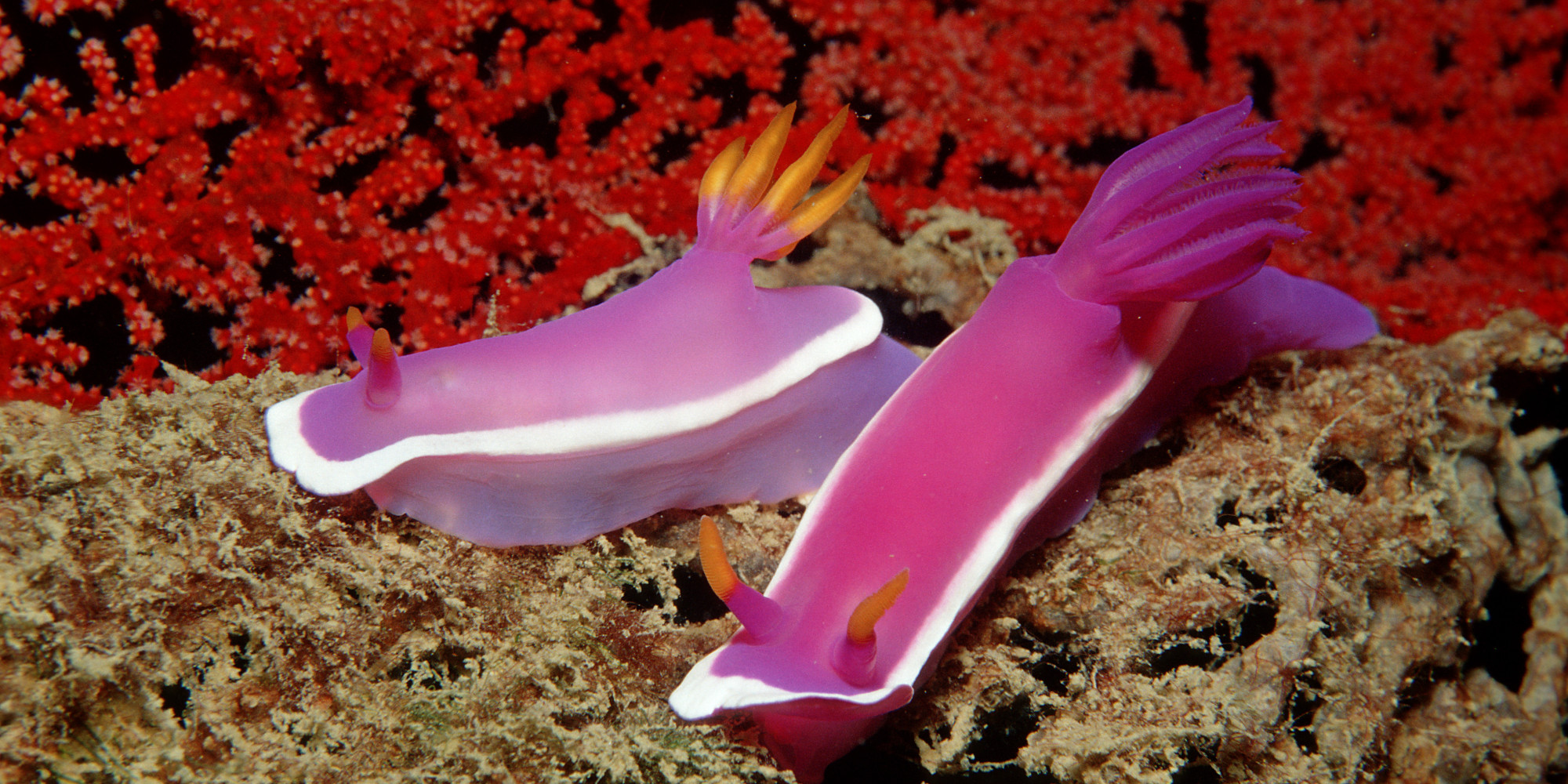 The Great Sea Slug Census Searches For The Butterflies Of The Ocean
