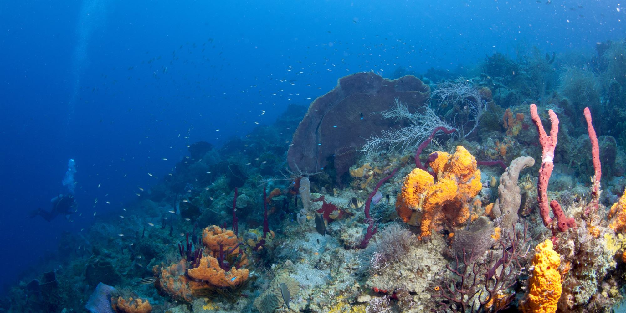 X Prize Asks Companies To Find Aliens On The Bottom Of The Ocean ...