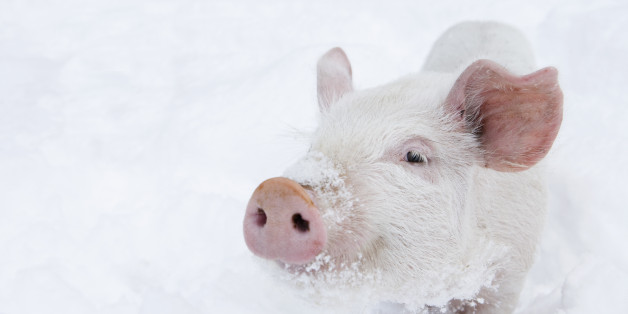 Heroism and the Snowzilla Pig | HuffPost