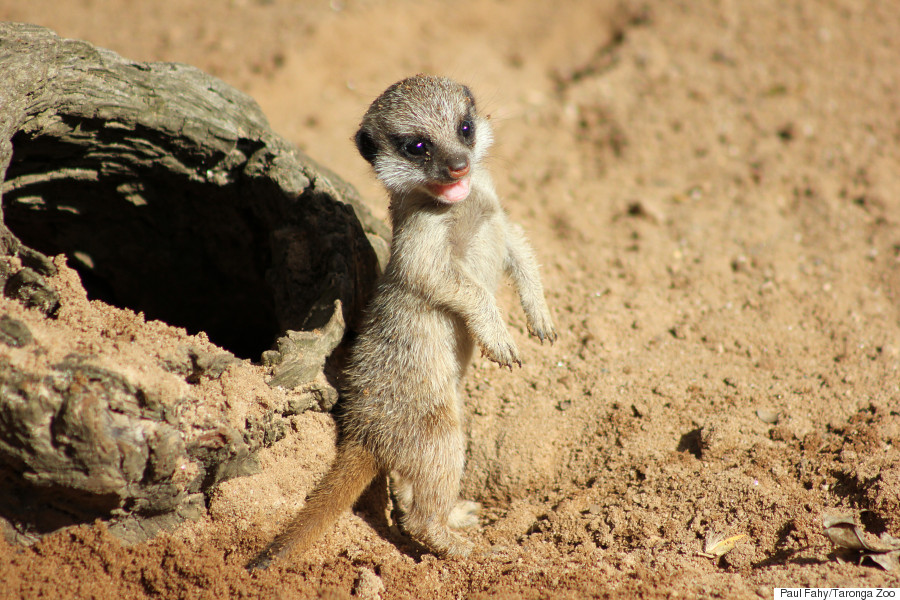 Meerkat Pups Have Been Born At Taronga Zoo And They Are Super Cute