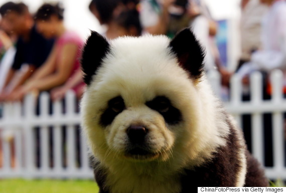 Dogs That Look Like Pandas