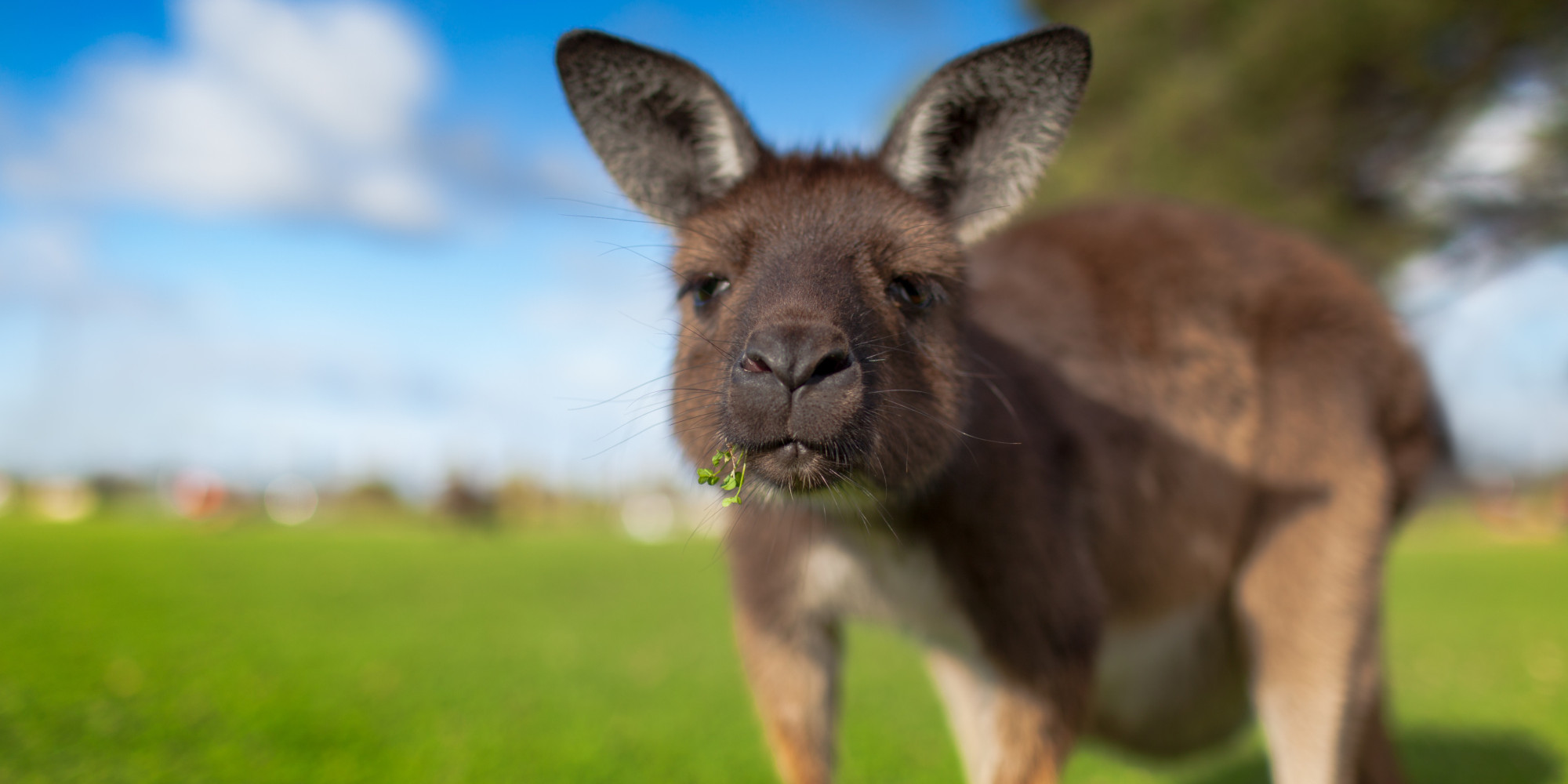 Roo-ful Thoughts | HuffPost UK