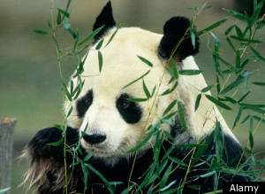 Panda Poo The Secret Ingredient In World's Most Expensive Tea (VIDEO)
