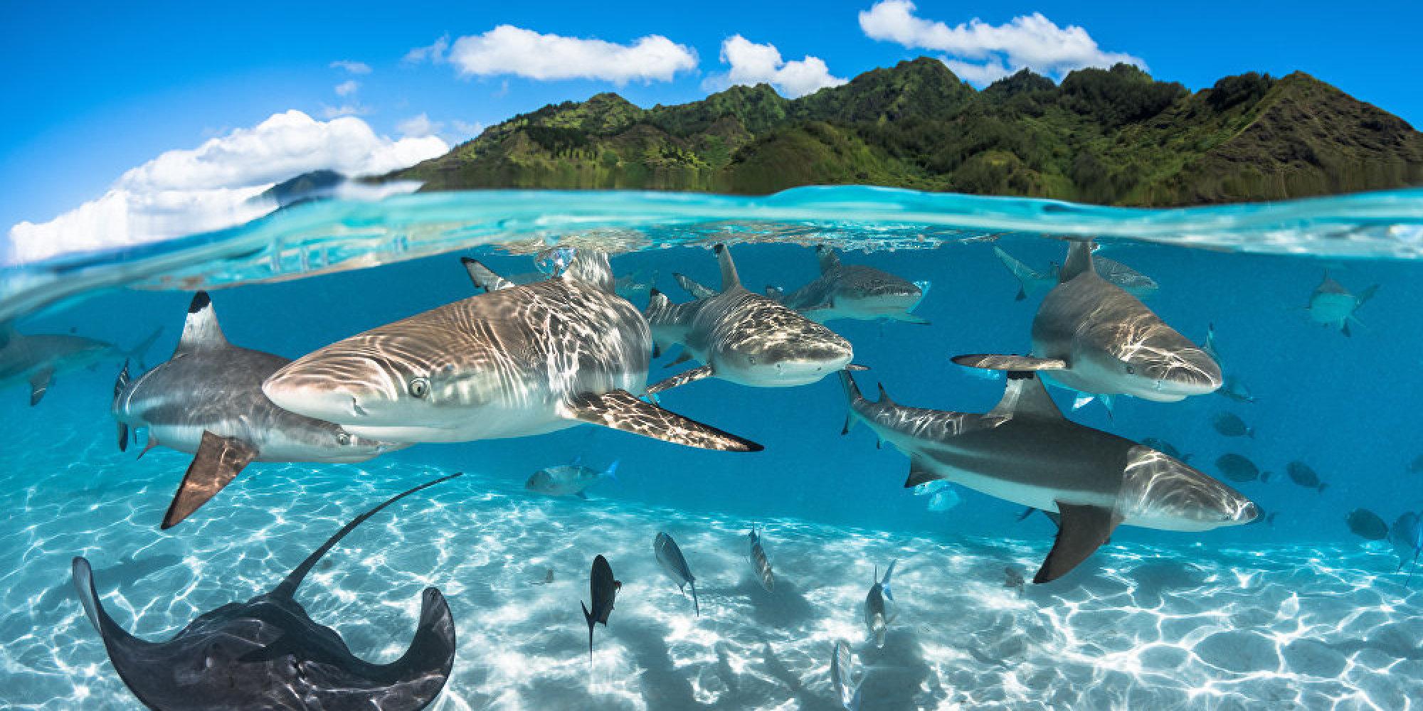 PHOTOS. Les plus belles images sous-marines du concours "Underwater ...