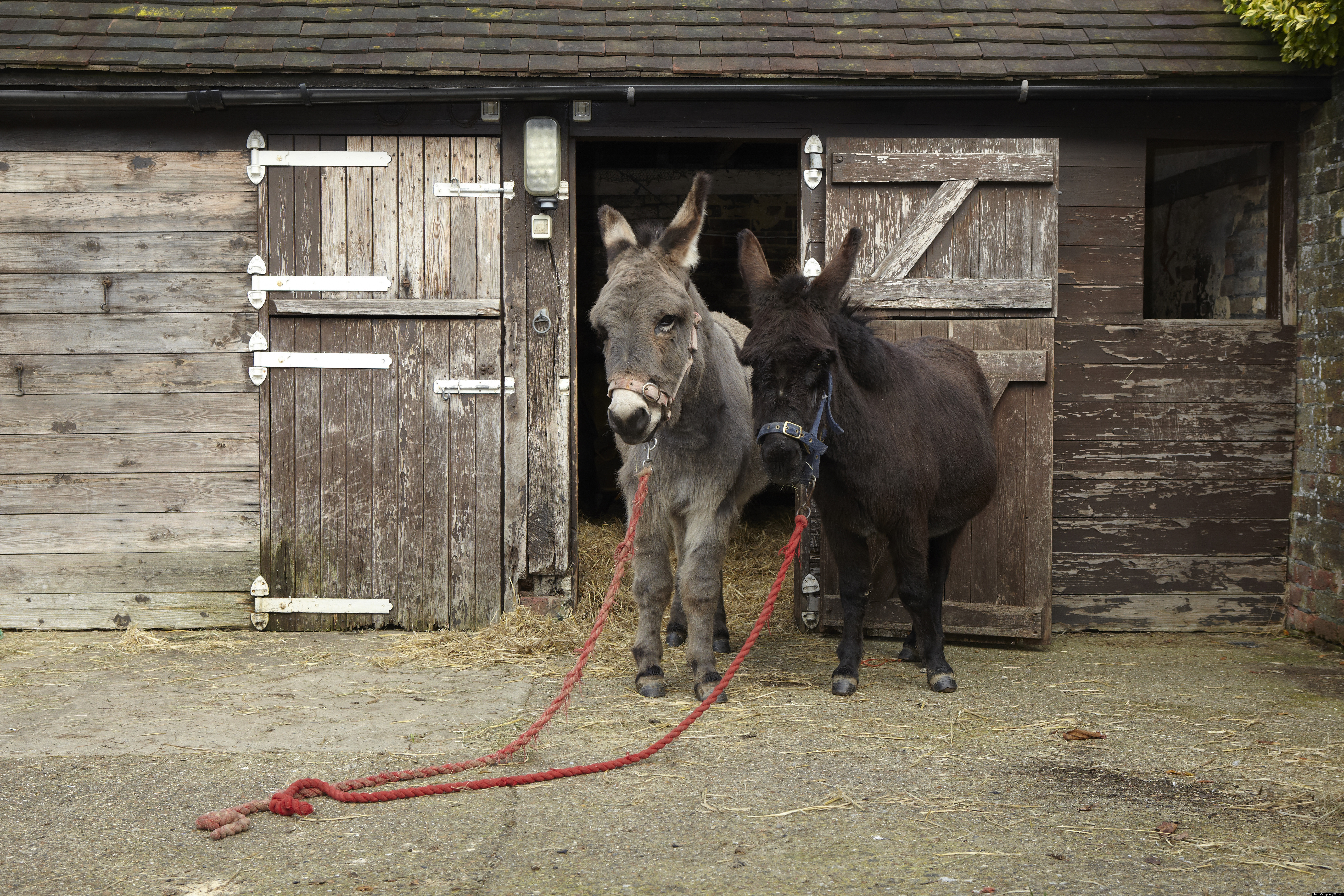 Teresa May asked what a Mugwump is, replies with " strong and stable ...