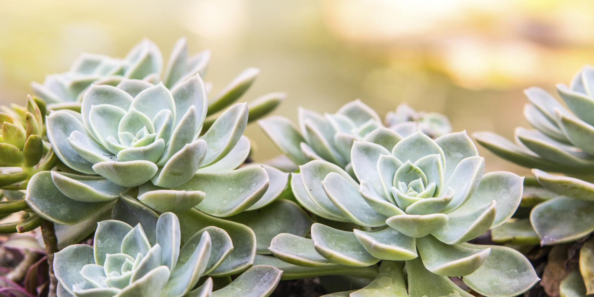 Discovering The Joy Of Succulents | HuffPost