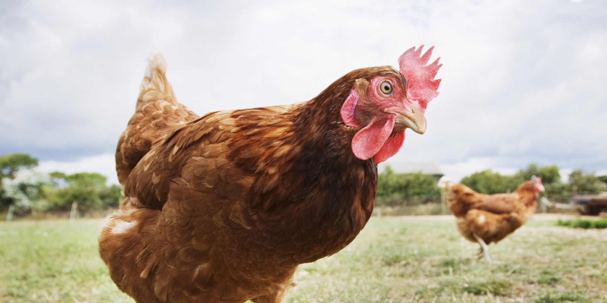 Welcome to the Wacky, Sometimes Wild, but Always Fascinating World of ...