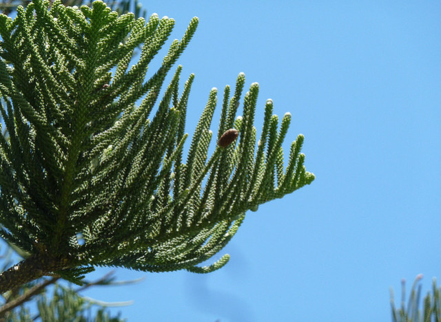 Sprout Home Plant Of The Week: Norfolk Island PIne | HuffPost Life