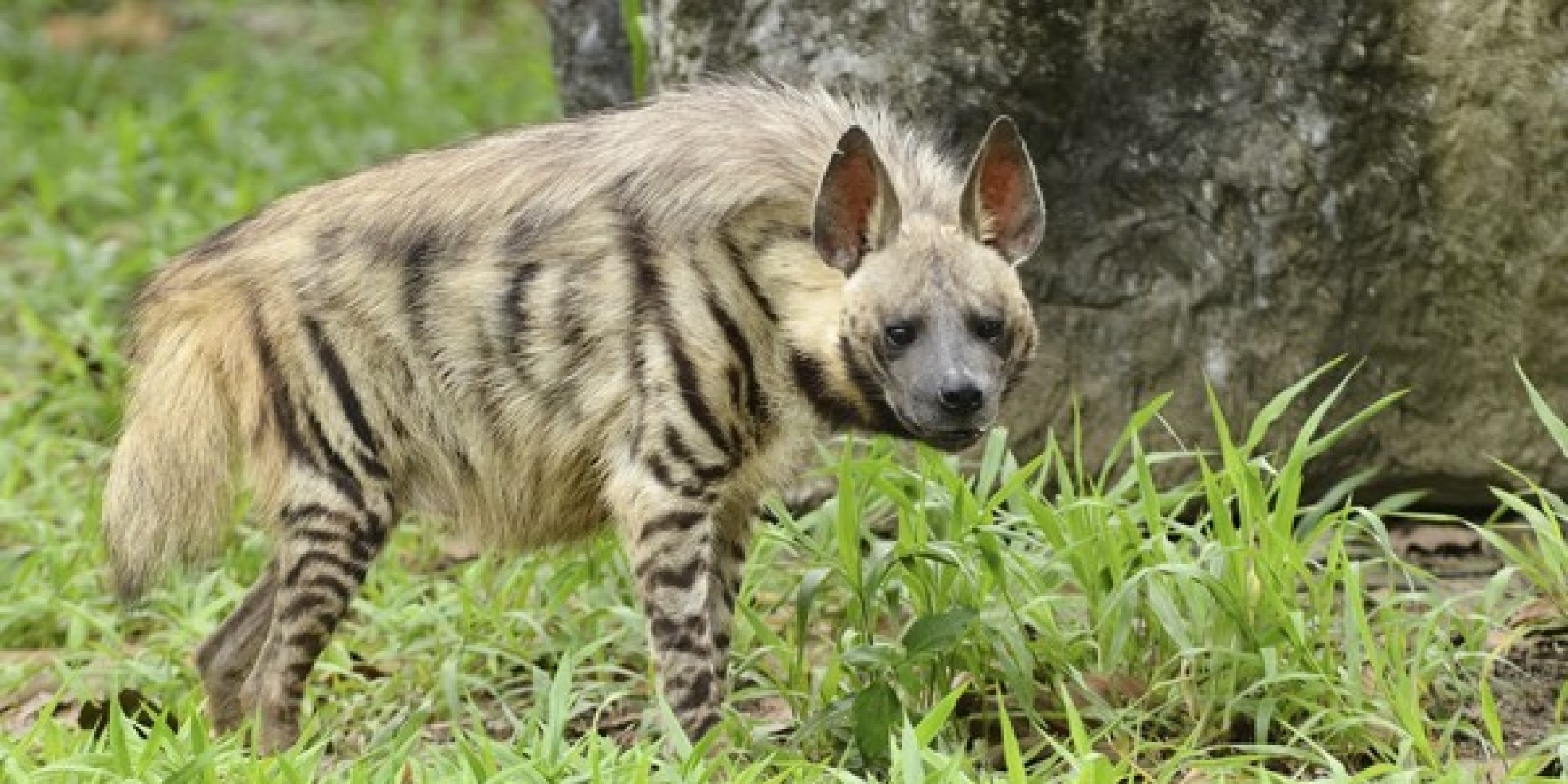 La hyène rayée réapparaît dans plusieurs régions des Aurès