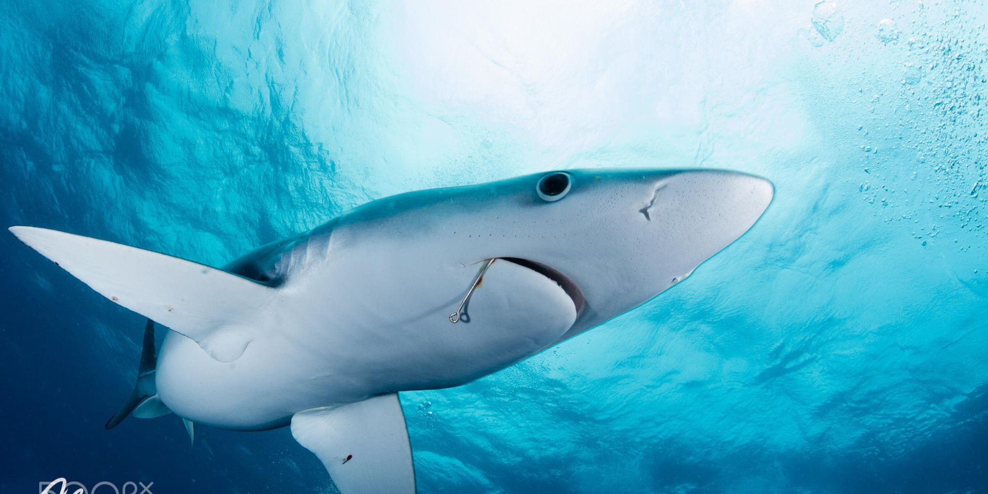5 Things To Remember When Swimming With Sharks | Ziya Tong