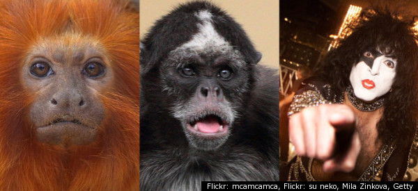 Facial Evolution: Biologists Find Faces Of Primates Depend On Group Size