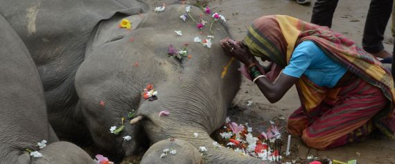 Elephant Death Toll Rises As World Awaits Supreme Court Verdict ...