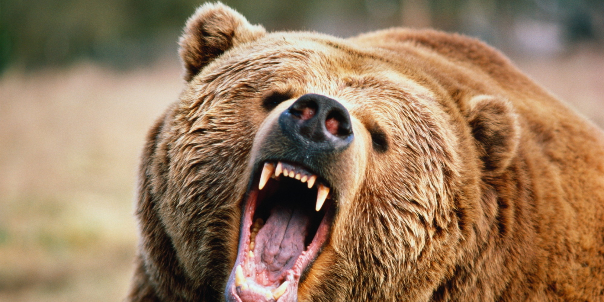 Todd Orr, un randonneur, filme les blessures qu'un grizzly lui a ...