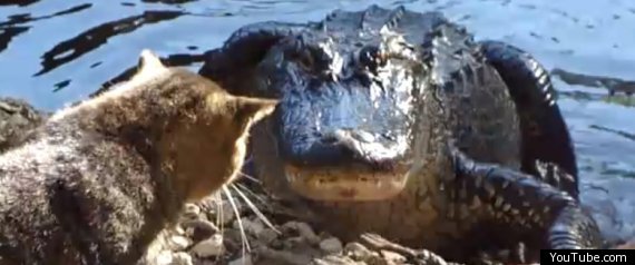 Cat vs. Alligator (VIDEO)